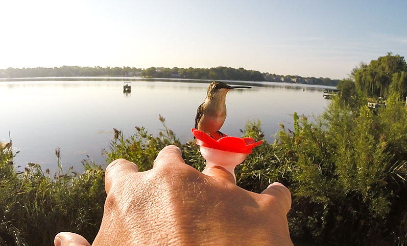 Hummingbird Ring Feeder by ZUMMR | Gallery